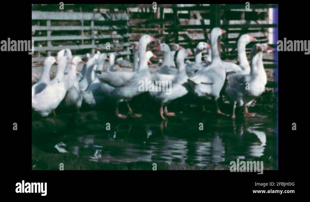 White fro Stock Videos & Footage - HD and 4K Video Clips - Alamy