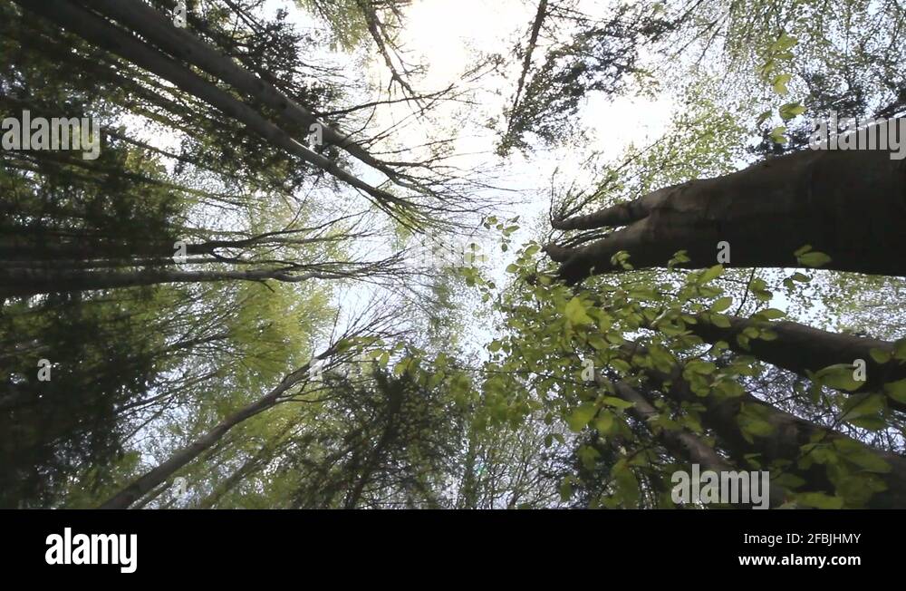 Convergent trees Stock Videos & Footage - HD and 4K Video Clips - Alamy