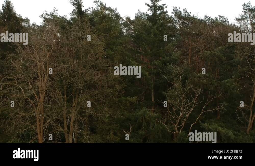 Rooftop forest Stock Videos & Footage - HD and 4K Video Clips - Alamy