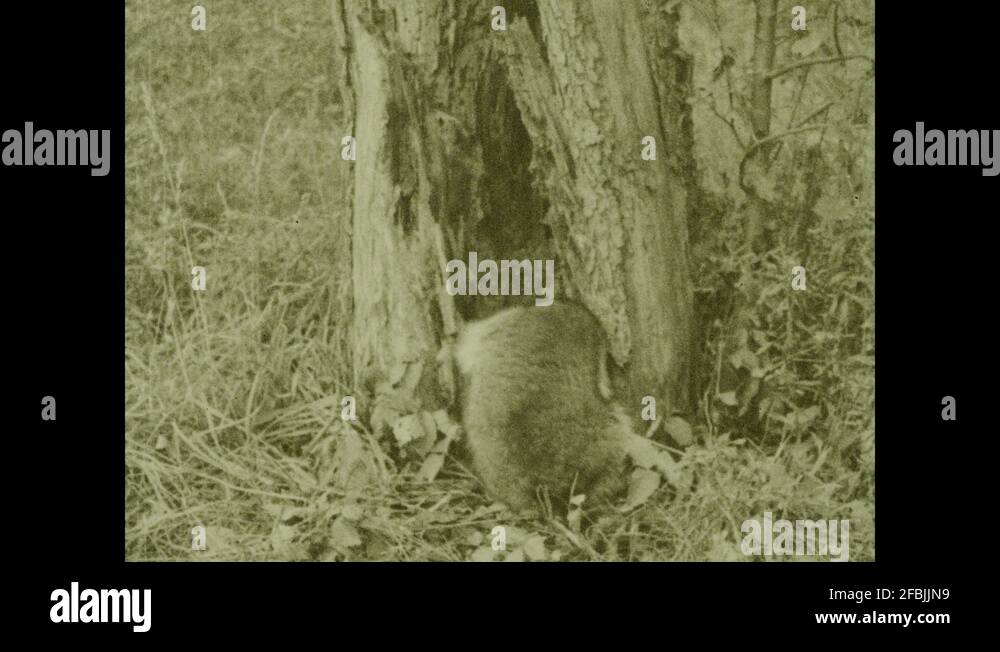 1930s: Raccoon roots around inside of base of tree then wanders away ...