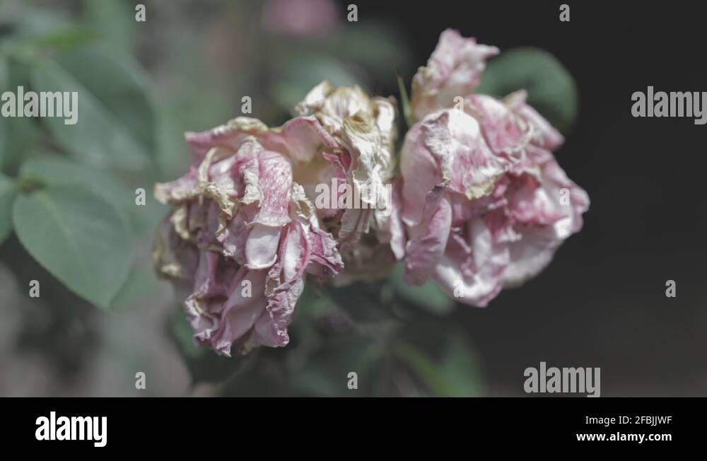 Dying roses Stock Videos & Footage - HD and 4K Video Clips - Alamy