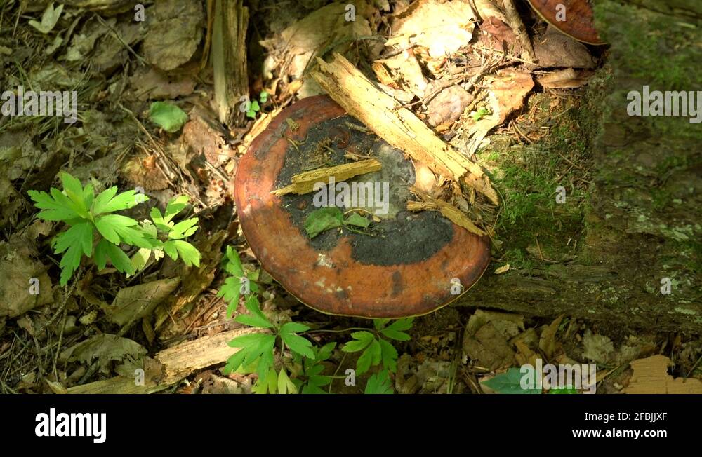 National tree collection Stock Videos & Footage - HD and 4K Video Clips ...