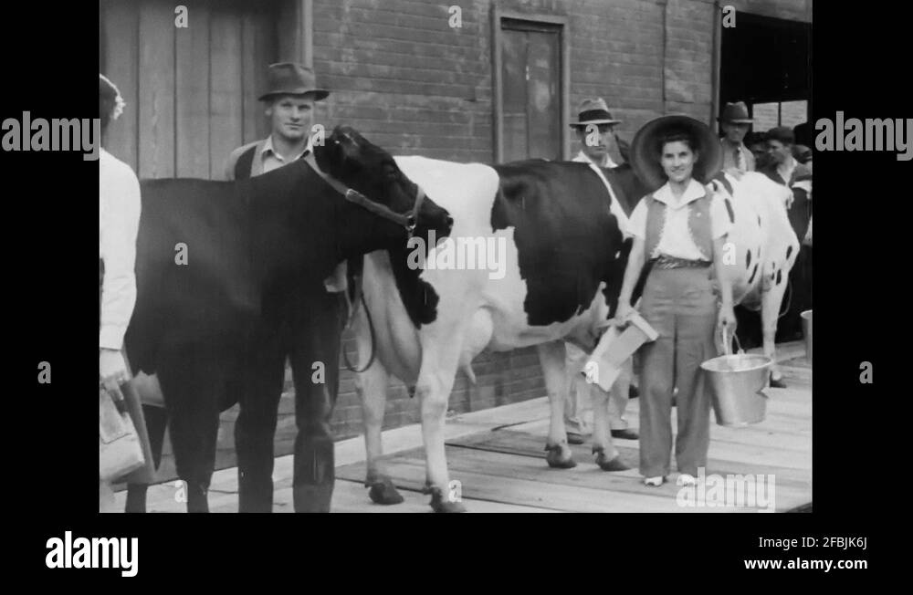 Farmer Queen Of Cow Milking Competition Stock Video Footage - Alamy