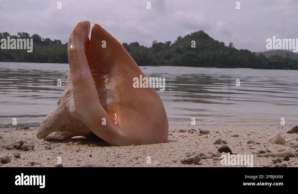 Huge conch Stock Videos & Footage - HD and 4K Video Clips - Alamy