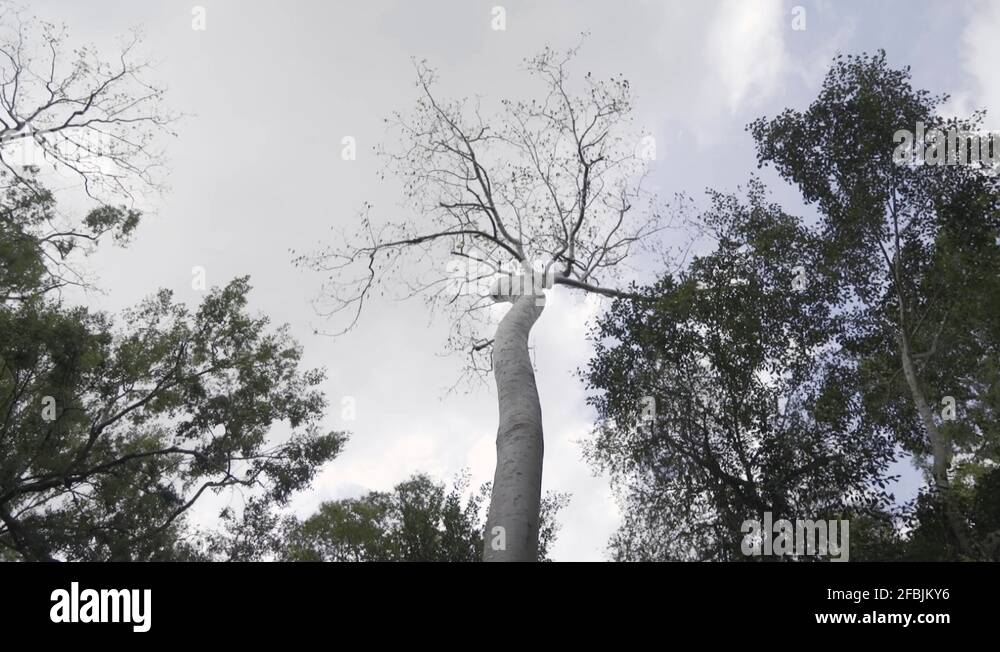 Tall skinny tree Stock Videos & Footage - HD and 4K Video Clips - Alamy