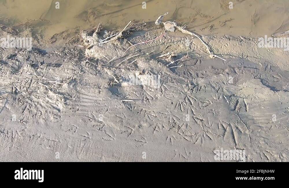 Bird foot prints in the mud and sand next to a river in the country on ...