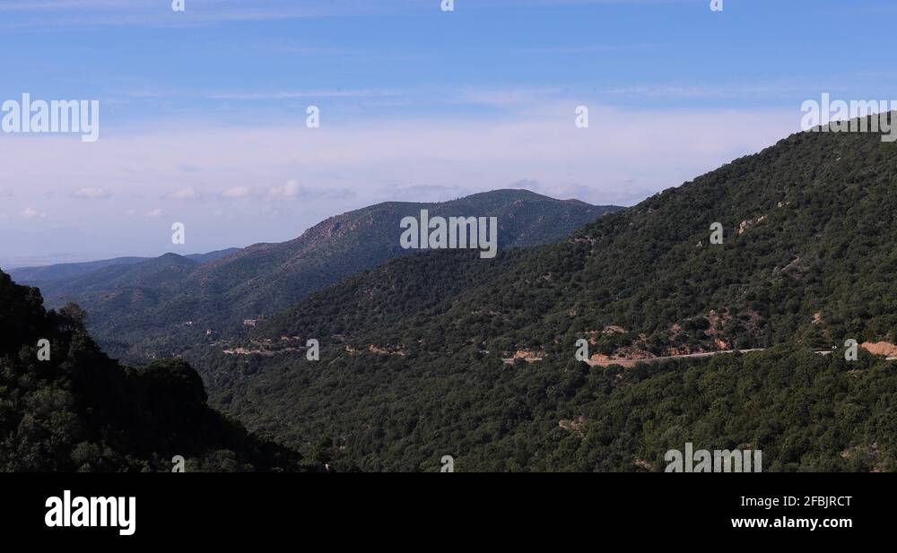 Hillside tree Stock Videos & Footage - HD and 4K Video Clips - Alamy