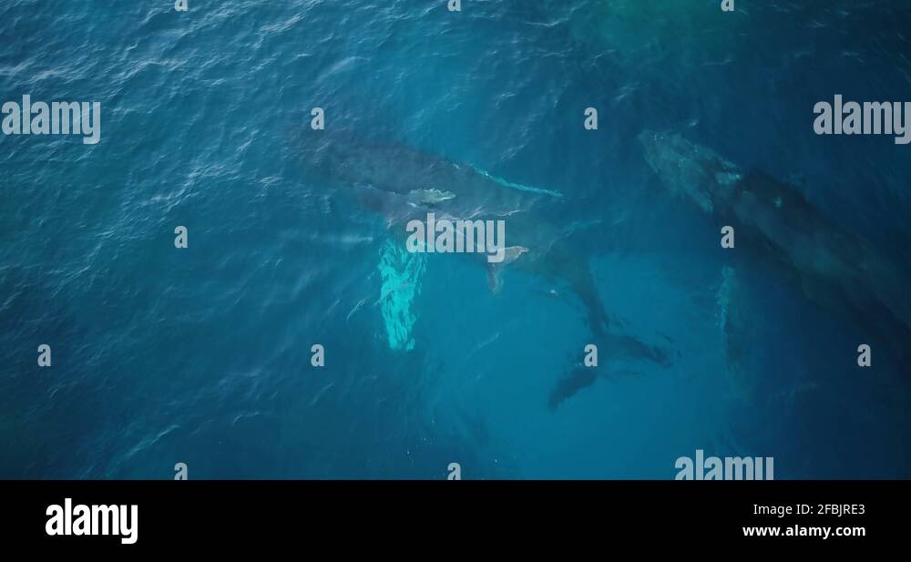 Male escort humpback whale chasing female mother and calf in heat run ...