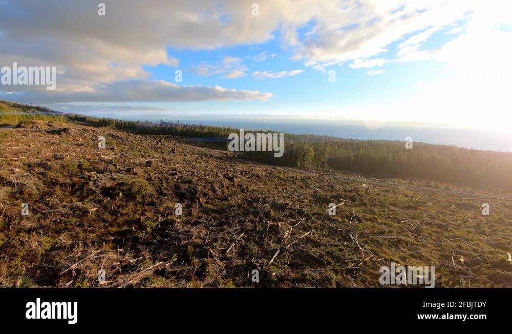 Lumber industry slash Stock Videos & Footage - HD and 4K Video Clips ...