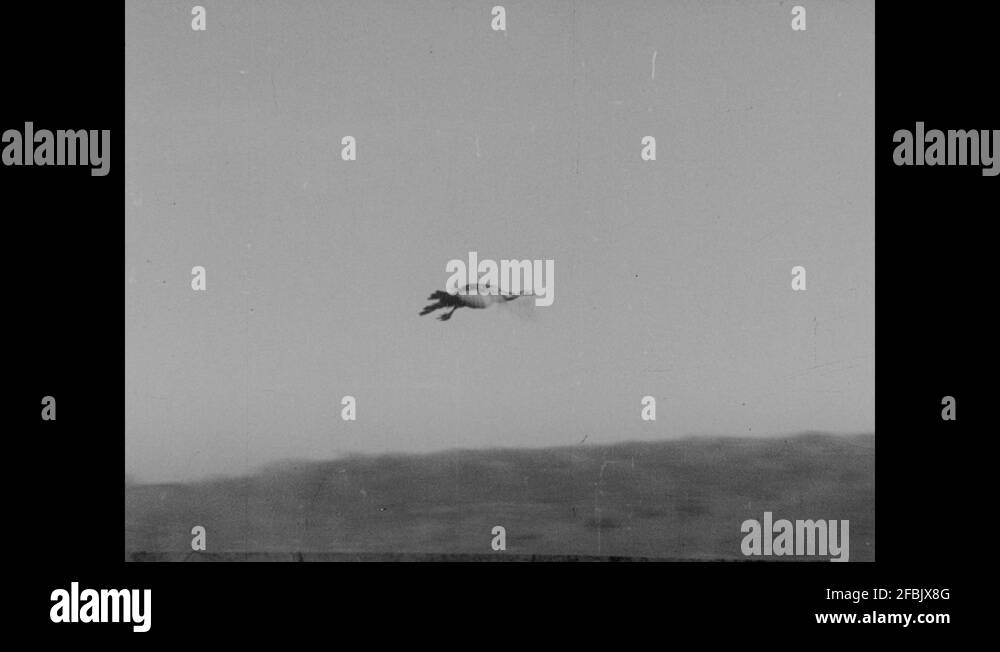 Turkey flying bird Stock Videos & Footage - HD and 4K Video Clips - Alamy