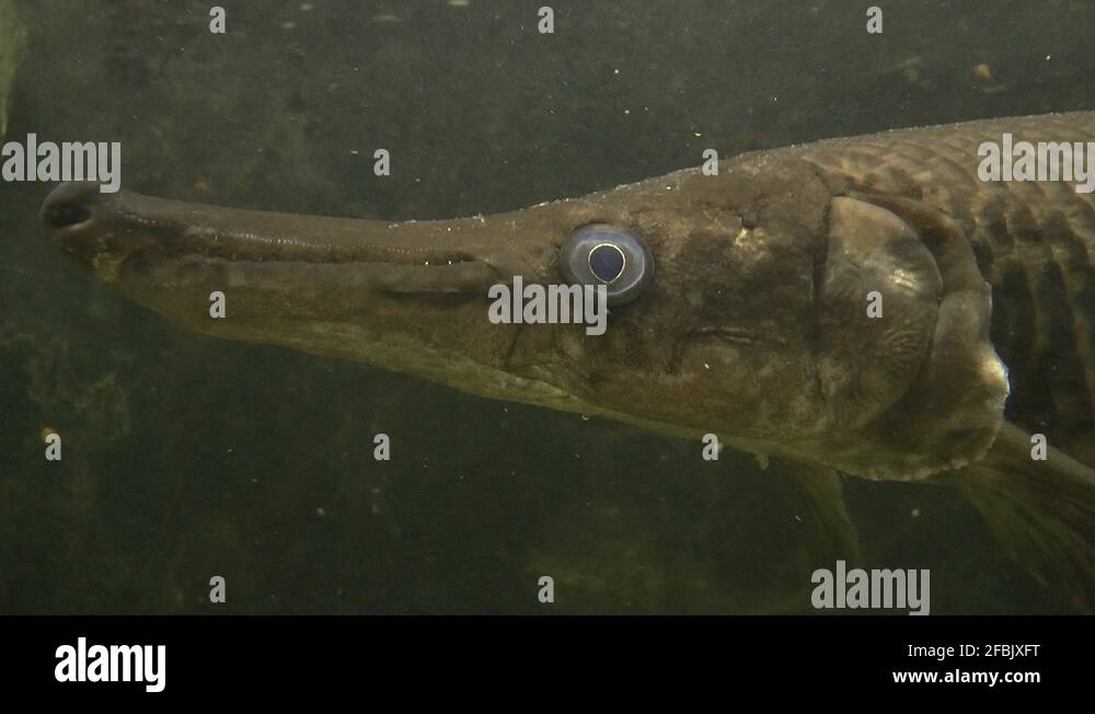 Long fin fish Stock Videos & Footage - HD and 4K Video Clips - Alamy