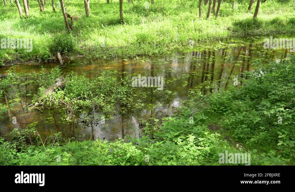 Summer in cascades Stock Videos & Footage - HD and 4K Video Clips - Alamy