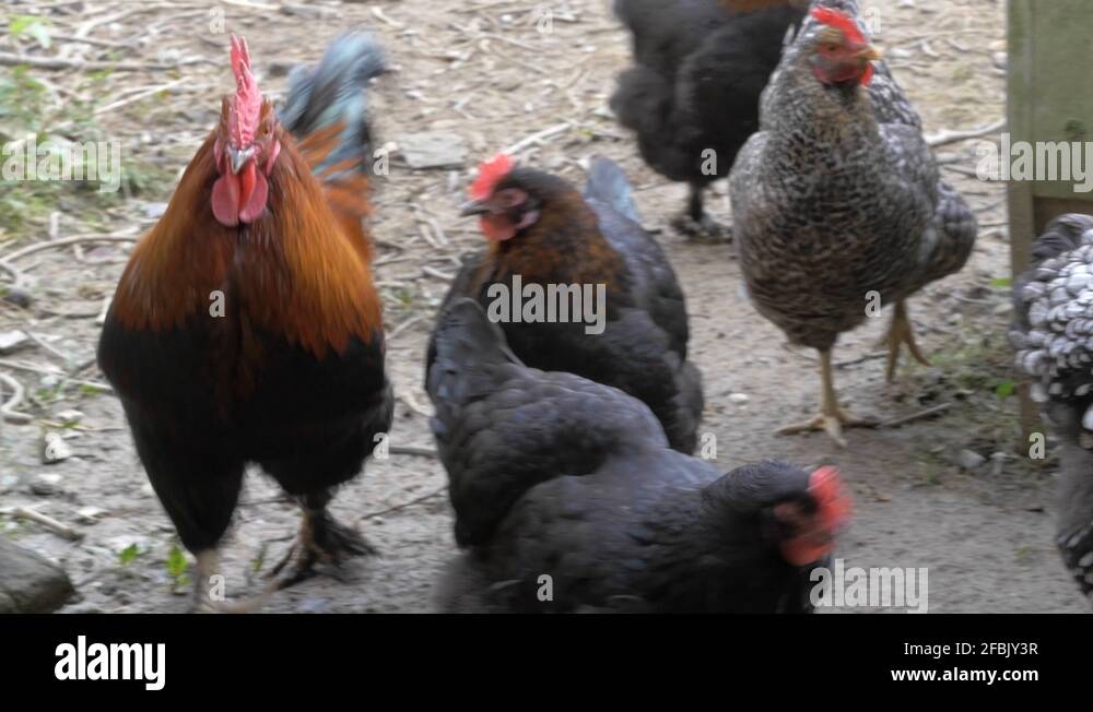 Organic farm rooster Stock Videos & Footage - HD and 4K Video Clips - Alamy