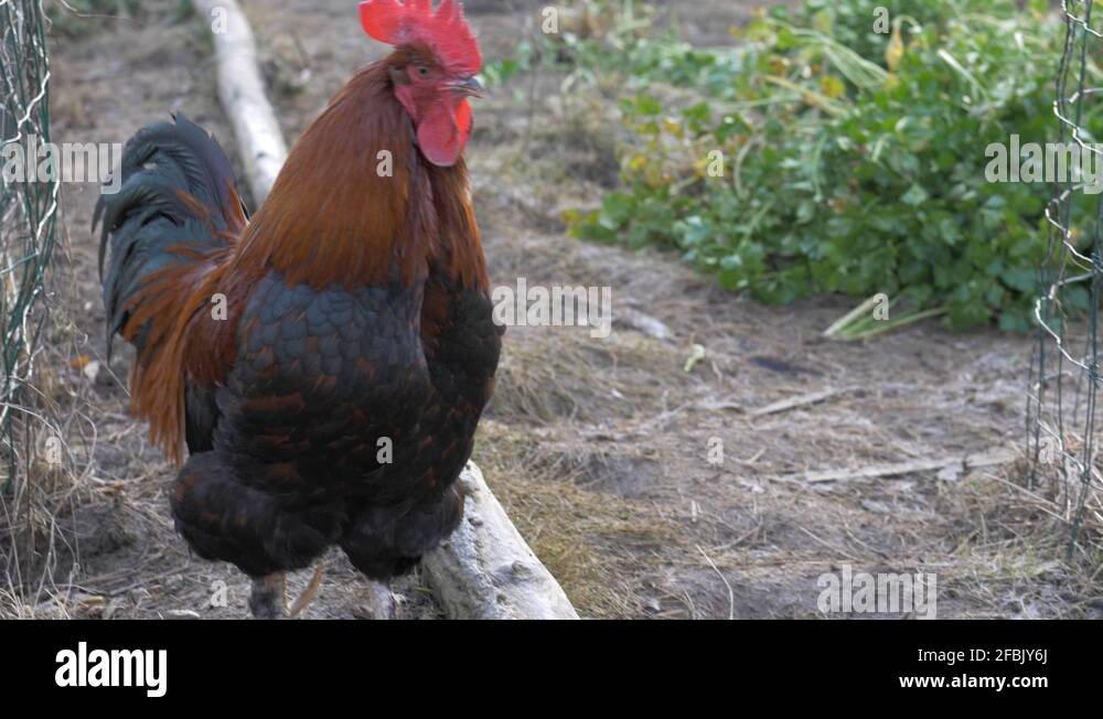 Crowing hen Stock Videos & Footage - HD and 4K Video Clips - Alamy