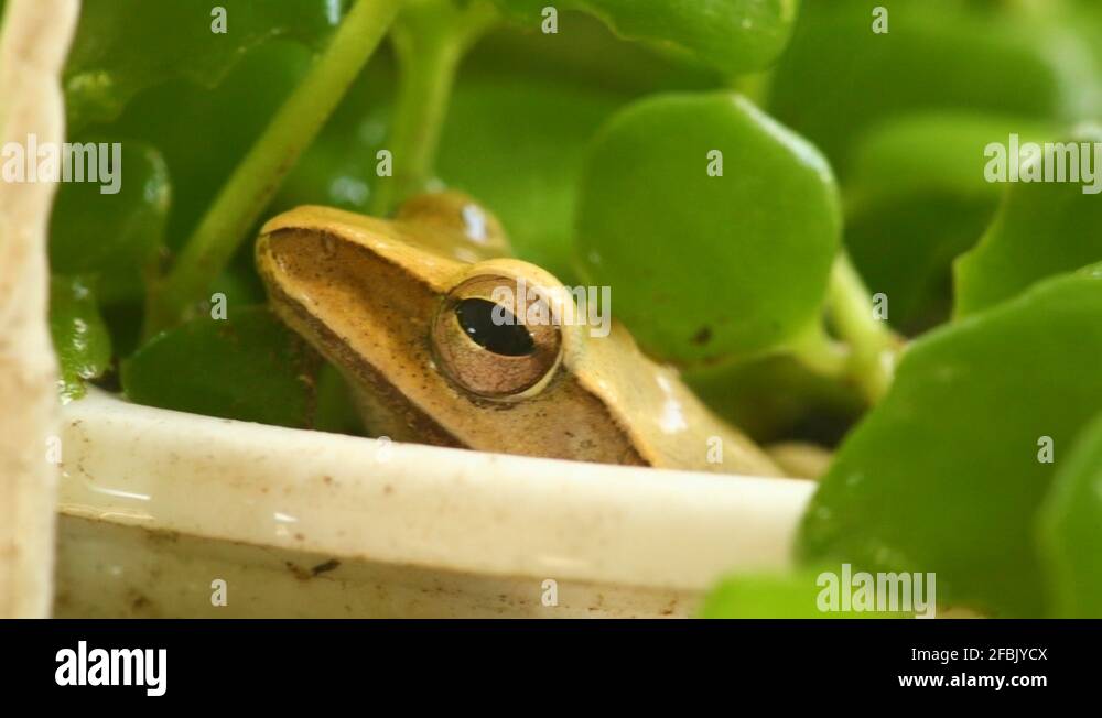Tan frog Stock Videos & Footage - HD and 4K Video Clips - Alamy