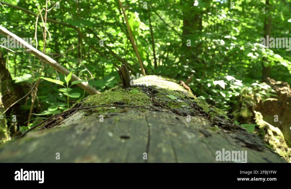 Wild greenery and big boulders under a fallen tree. Fallen trunk ...