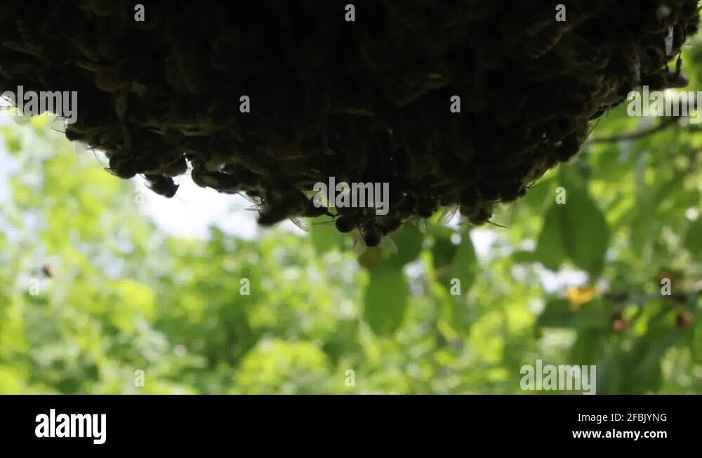 Bee swarm on a tree branch. Formation of a new colony bees Stock Video ...