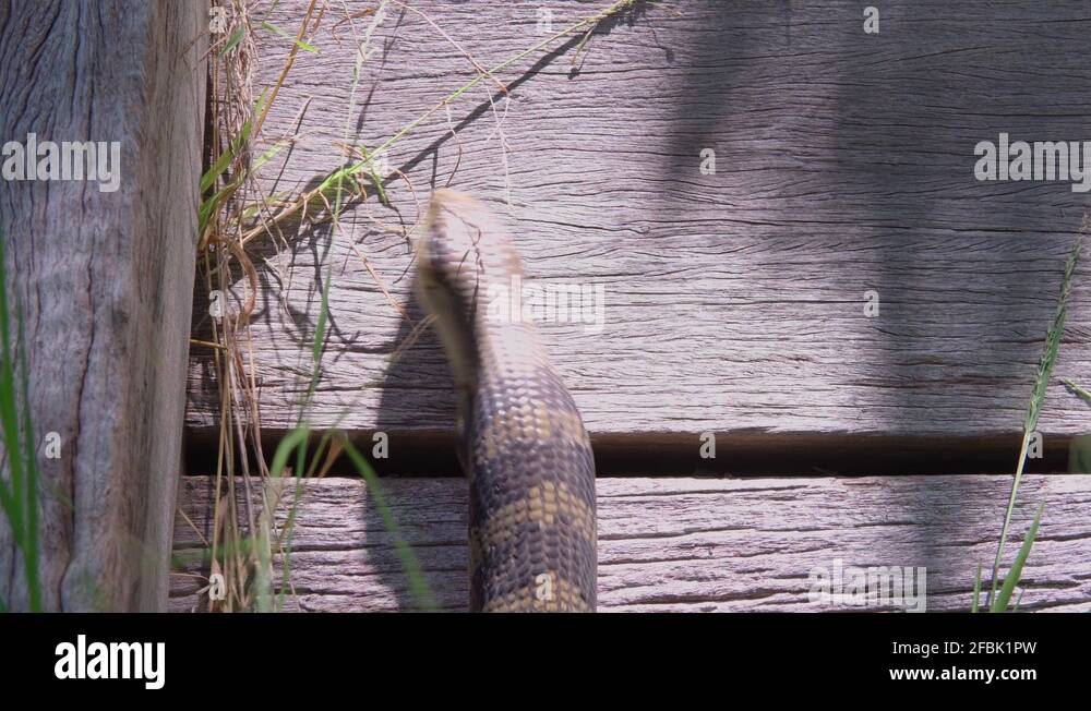 Australian native lizard Stock Videos & Footage - HD and 4K Video Clips ...