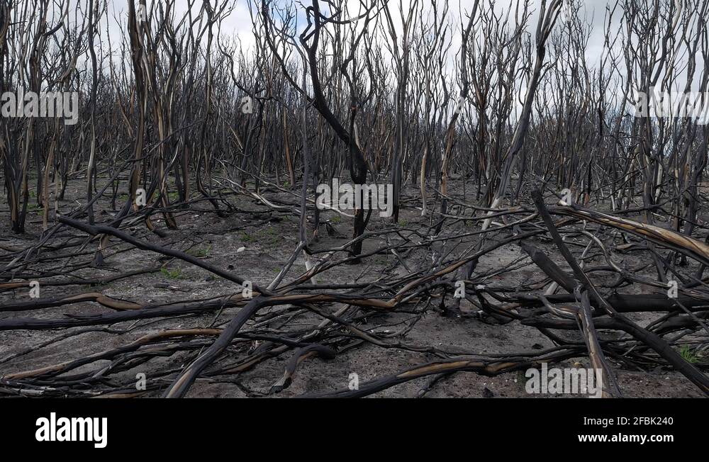 Burnt veld Stock Videos & Footage - HD and 4K Video Clips - Alamy