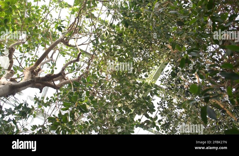 Trees with green leaves Stock Videos & Footage - HD and 4K Video Clips ...