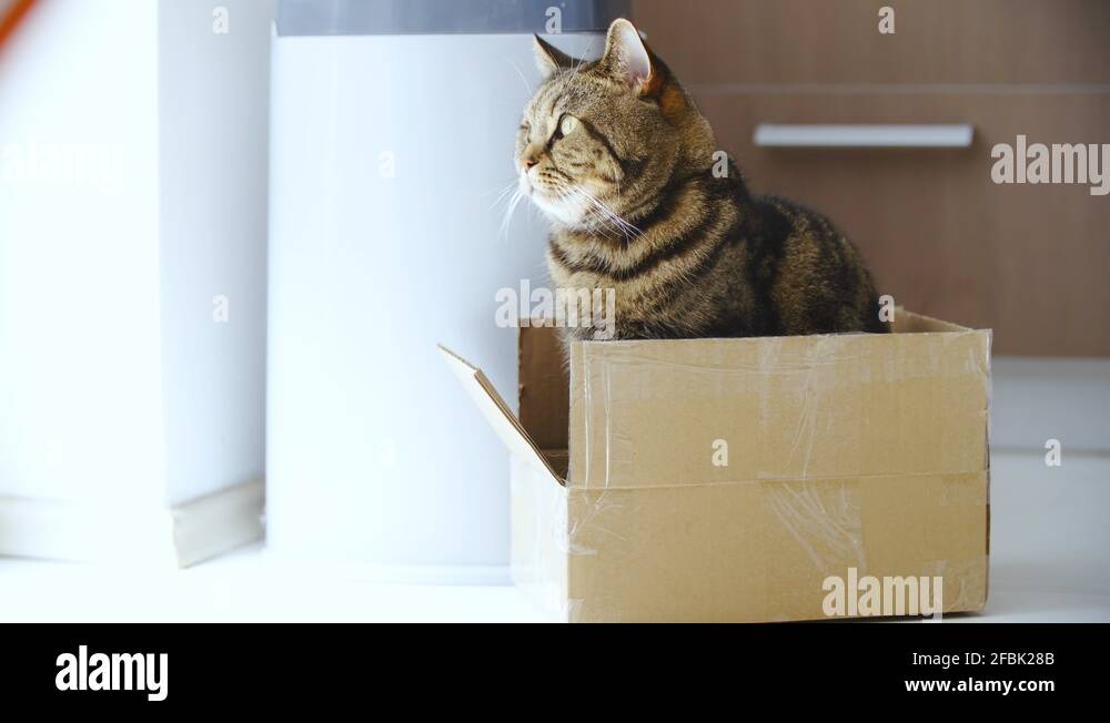 Cat inside the box look in the camera 4K Stock Video Footage - Alamy