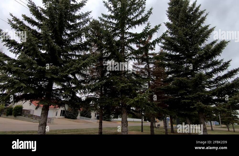 Tall trees blowing in the wind Stock Videos & Footage - HD and 4K Video ...