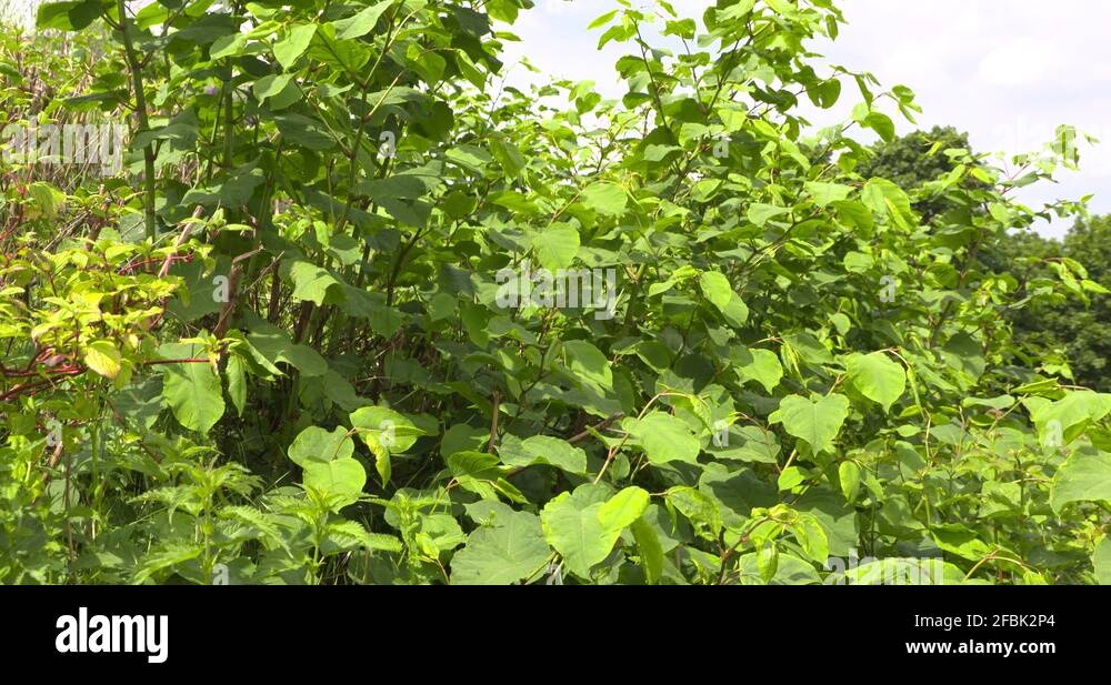 Japanese knotweed invasive plant in Stock Videos & Footage - HD and 4K ...