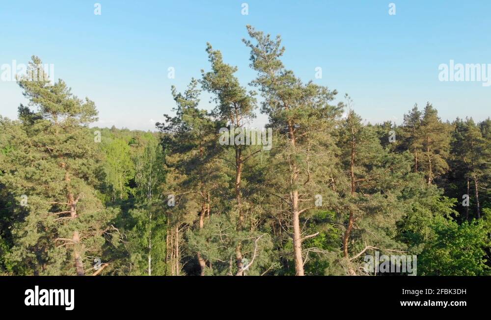 Pine tree track Stock Videos & Footage - HD and 4K Video Clips - Alamy