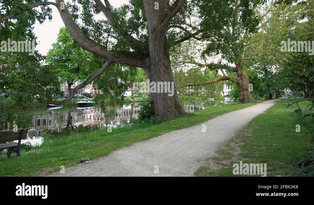 Very old plane trees Stock Videos & Footage - HD and 4K Video Clips - Alamy