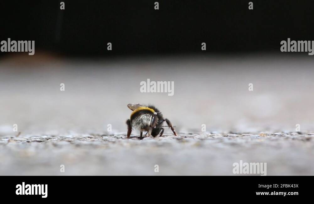 Pollinators wings Stock Videos & Footage - HD and 4K Video Clips - Alamy