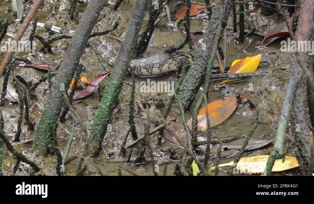 Mud water tree roots Stock Videos & Footage - HD and 4K Video Clips - Alamy