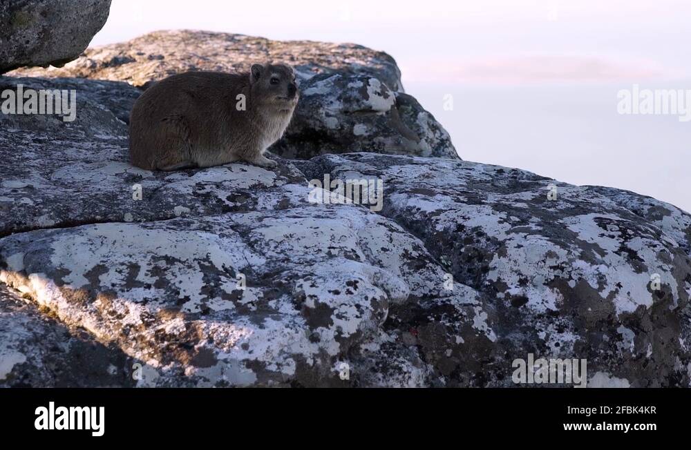 Rock rabbit Stock Videos & Footage - HD and 4K Video Clips - Alamy