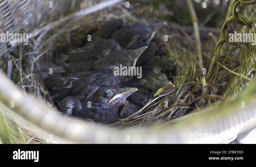 Nesting baby birds Stock Videos & Footage - HD and 4K Video Clips - Alamy