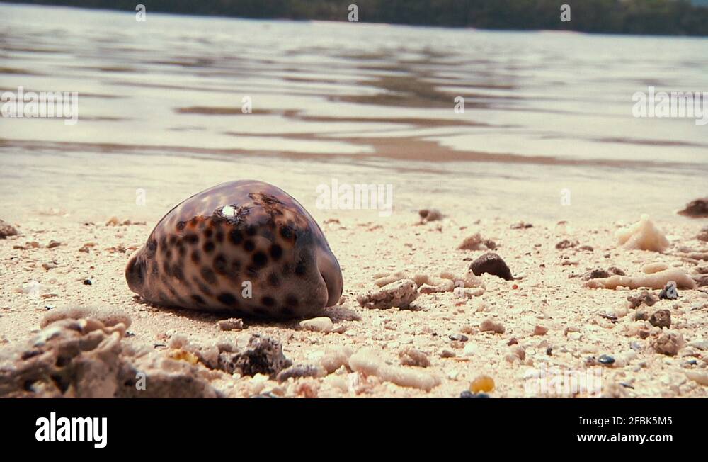 Tropical beach solomon islands pacific Stock Videos & Footage - HD and ...