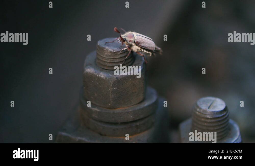 Beetle nut Stock Videos & Footage - HD and 4K Video Clips - Alamy