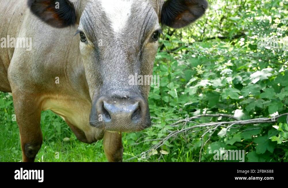 Chewing animal Stock Videos & Footage - HD and 4K Video Clips - Alamy