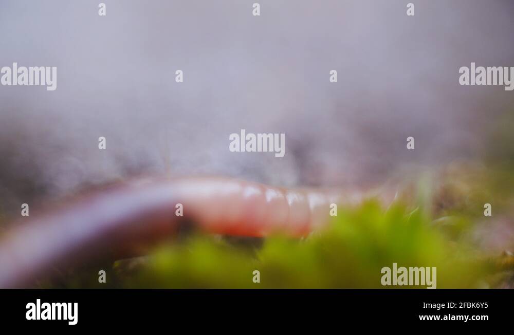 Important Insect Agriculture Stock Videos Footage Hd And 4k Video