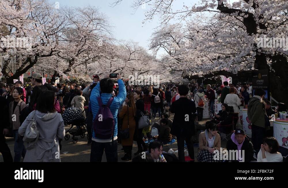 Cherry blossom hanami Stock Videos & Footage - HD and 4K Video Clips ...