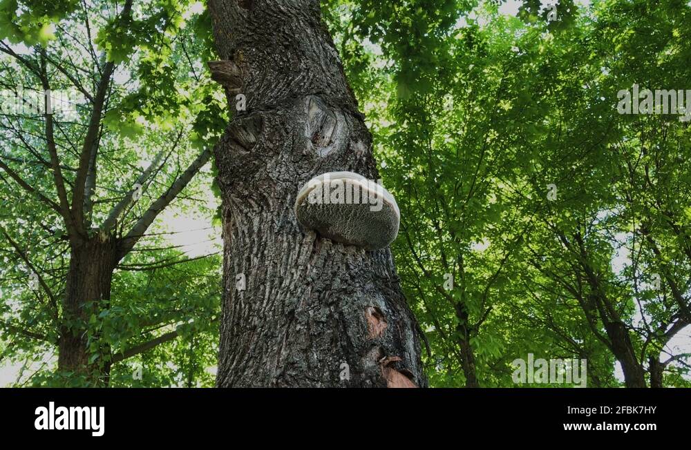 Parasite of a tree Stock Videos & Footage - HD and 4K Video Clips - Alamy