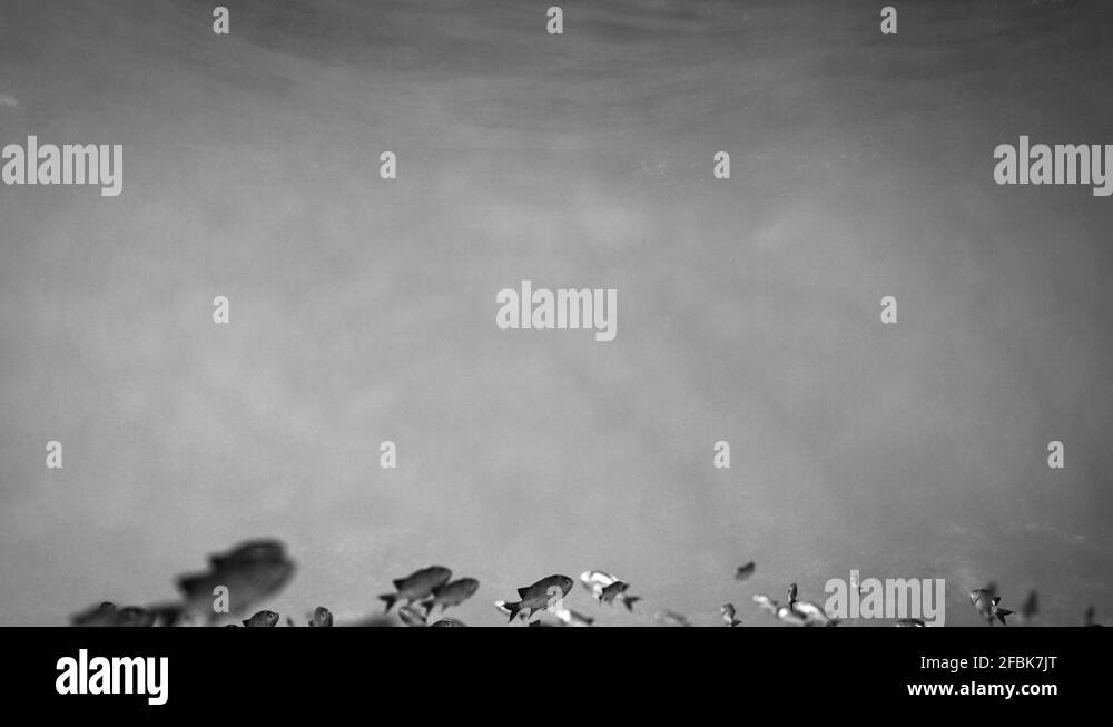 Fish in circle Stock Videos & Footage - HD and 4K Video Clips - Alamy