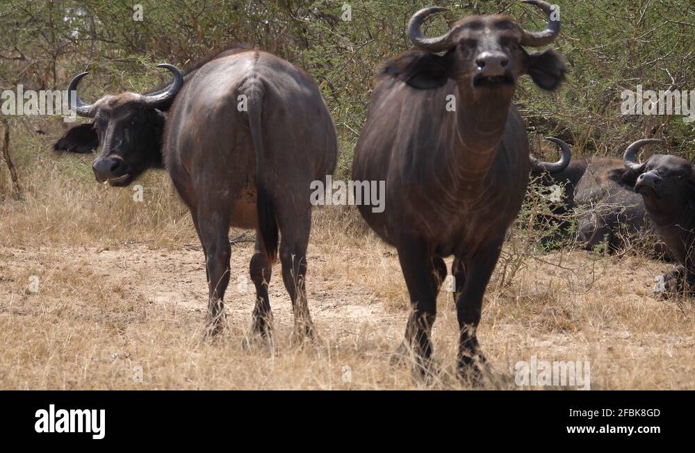 Funny buffalo Stock Videos & Footage - HD and 4K Video Clips - Alamy