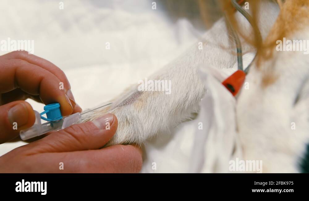 Nurse puting the cannula into the vein of a Dog. PRORES Stock Video ...