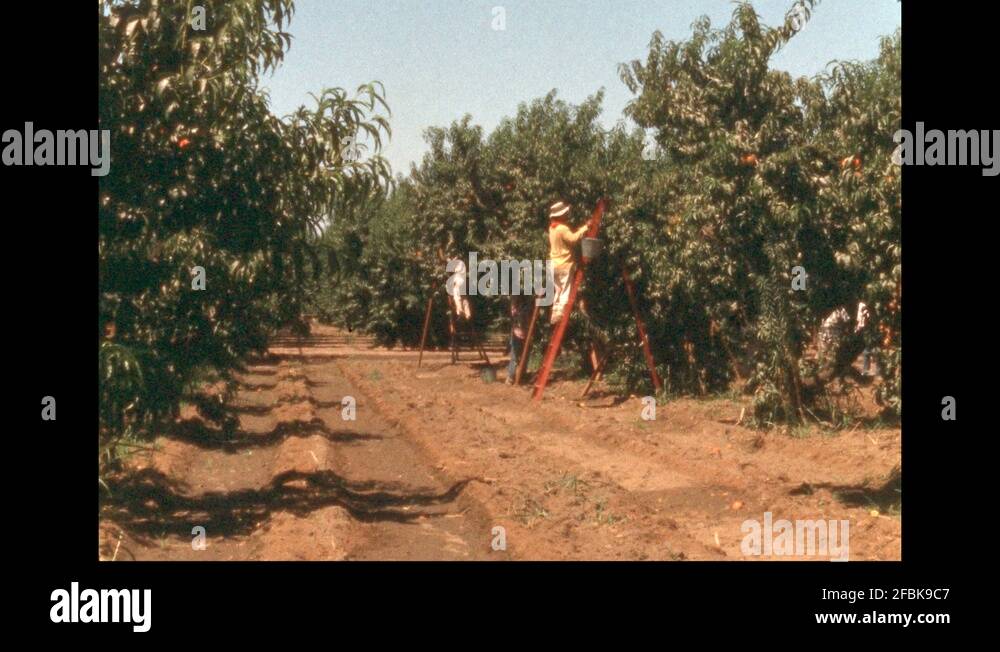 Orange ladders Stock Videos & Footage - HD and 4K Video Clips - Alamy