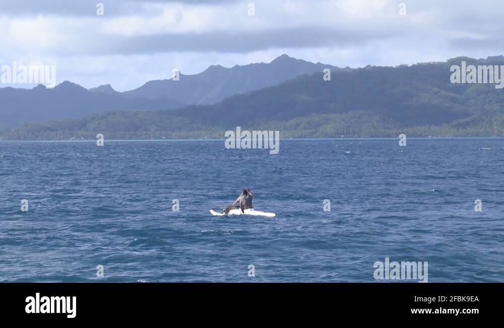 Adult Polynesian male rowing on outrigger boat in the ocean with jungle ...