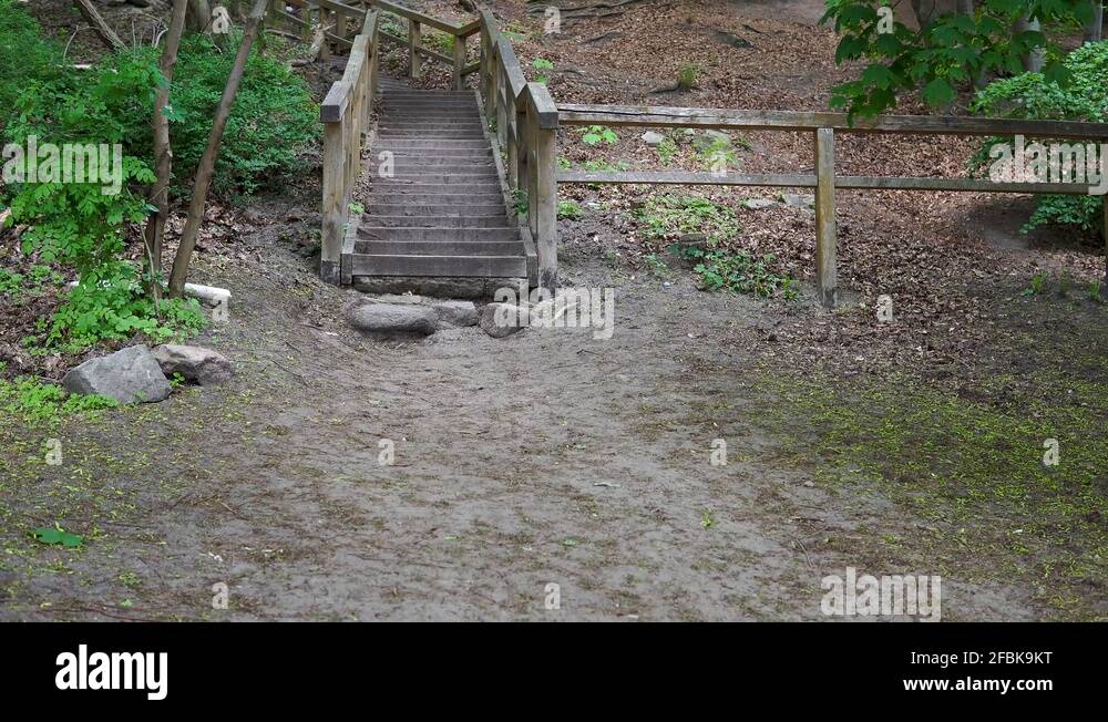 Long forest path Stock Videos & Footage - HD and 4K Video Clips - Alamy