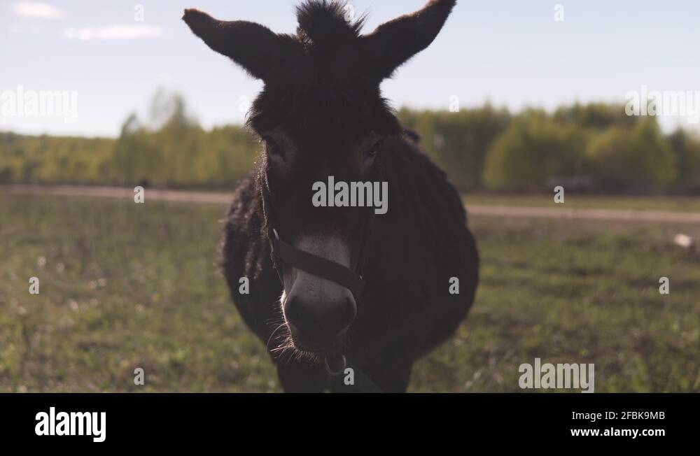 Donkey breeding Stock Videos & Footage - HD and 4K Video Clips - Alamy