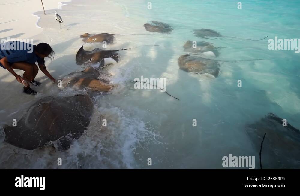 Shallow shore water Stock Videos & Footage - HD and 4K Video Clips - Alamy
