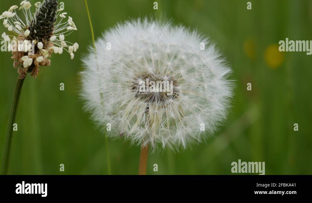 Dandelion seed dispersal Stock Videos & Footage - HD and 4K Video Clips ...