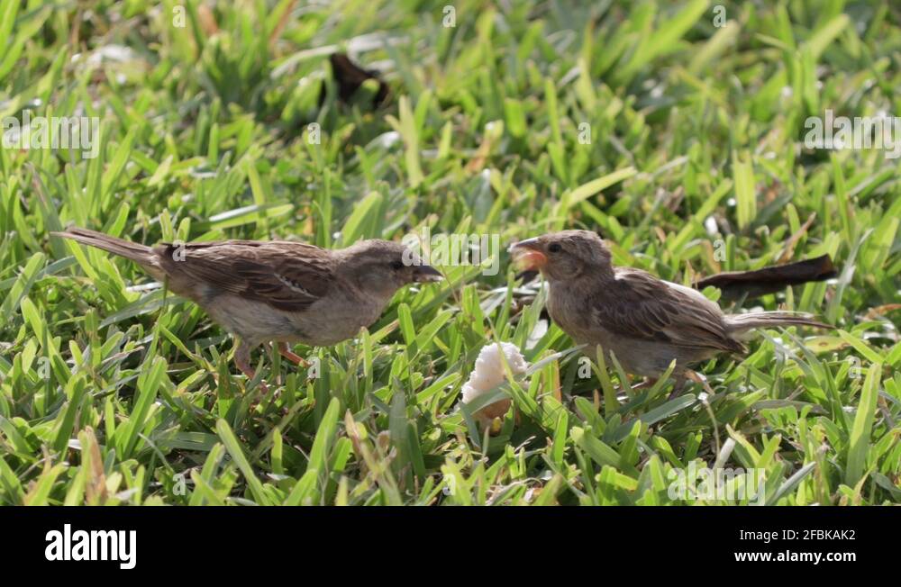 Eat small birds Stock Videos & Footage - HD and 4K Video Clips - Alamy