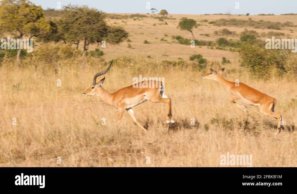 Impalas jumping Stock Videos & Footage - HD and 4K Video Clips - Alamy